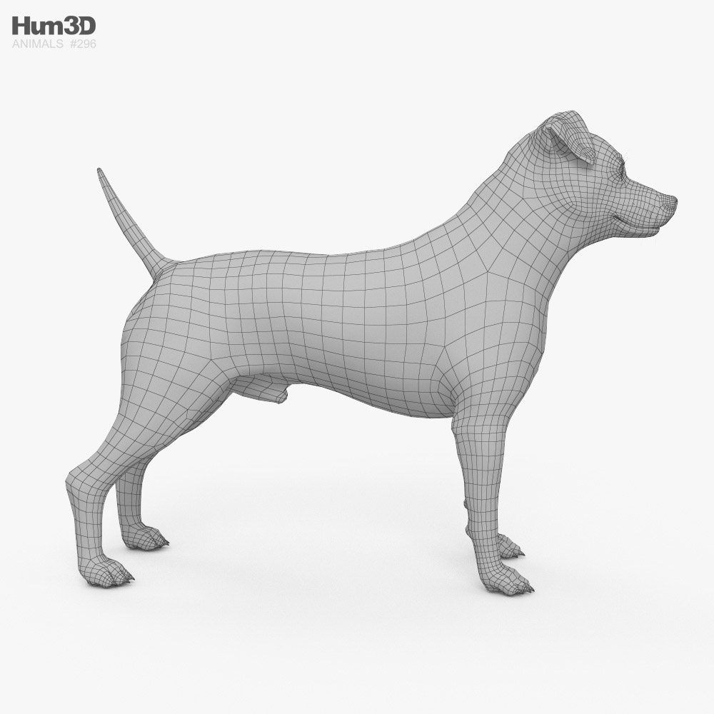 Jack Russell Terrier 3D model - Download Mammals on 3DModels.org