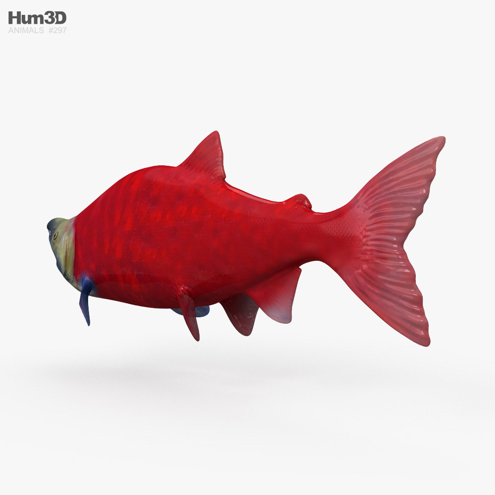 Sockeye Salmon 3D model - Download Fish on 3DModels.org