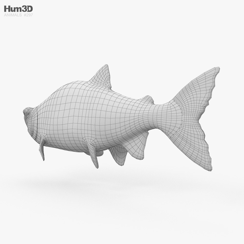 Sockeye Salmon 3D model - Download Fish on 3DModels.org