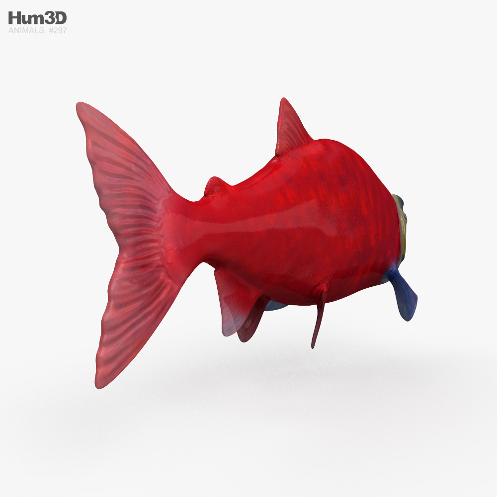 Sockeye Salmon 3D model - Download Fish on 3DModels.org