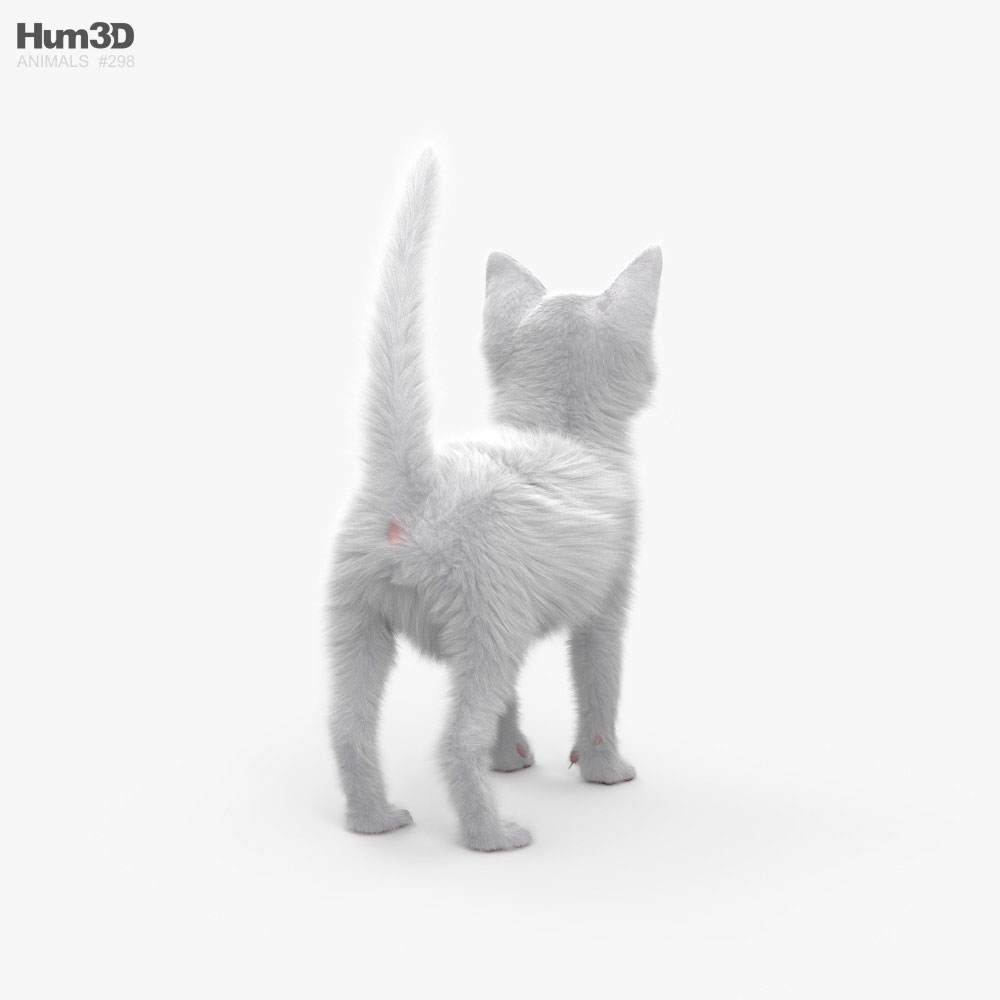 White Kitten 3D model - Download Mammals on 3DModels.org