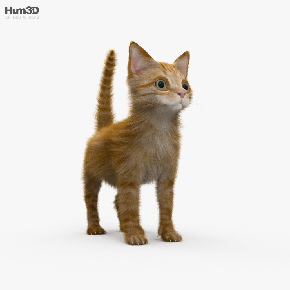 Ginger Kitten 3D model - Download Mammals on 3DModels.org