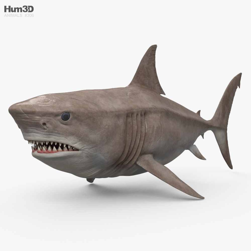 Megalodón Modelo 3D - Descargar Pescados activado 3DModels.org