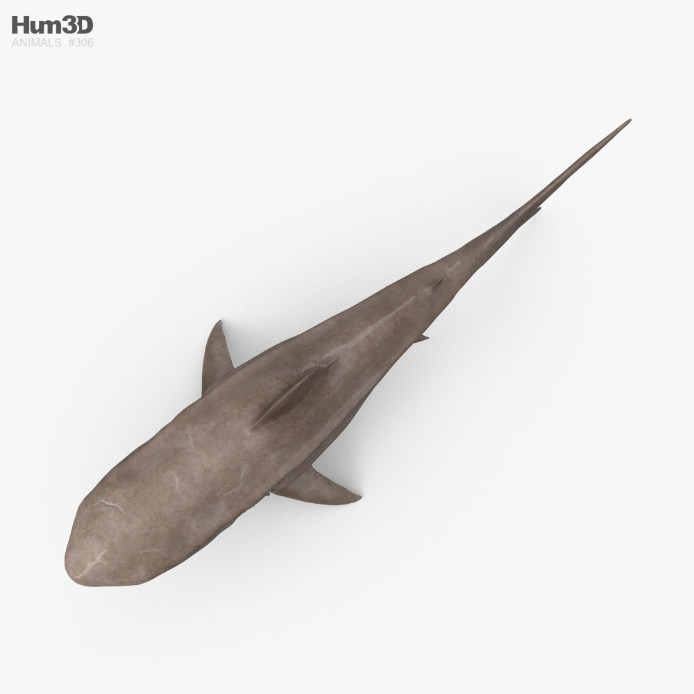 Megalodon 3D model - Download Fish on 3DModels.org