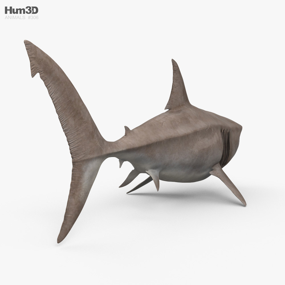 Megalodon 3D model - Download Fish on 3DModels.org