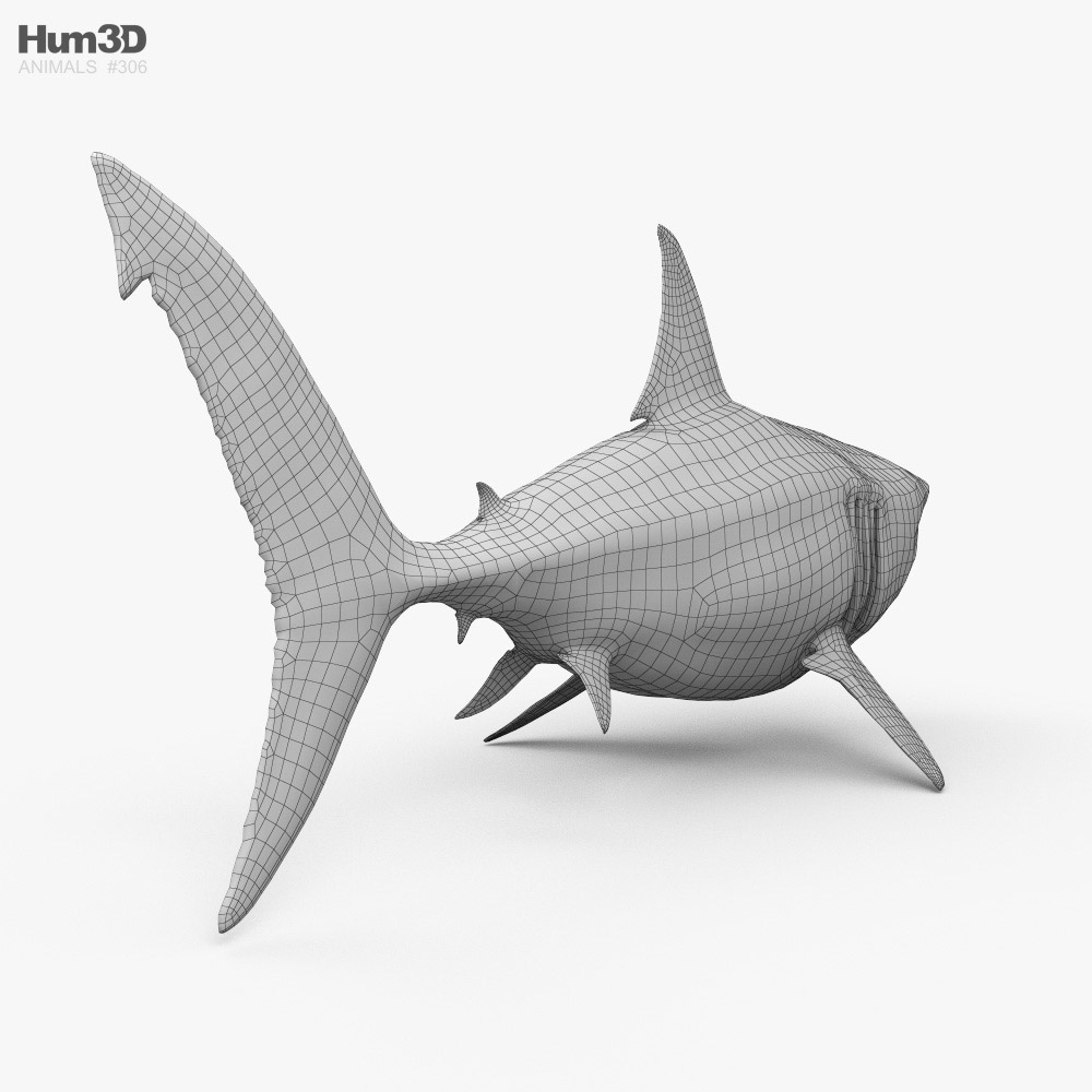 Megalodón Modelo 3D - Descargar Pescados activado 3DModels.org