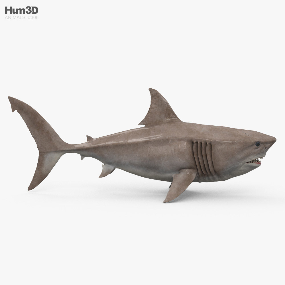 Megalodon 3D model - Download Fish on 3DModels.org