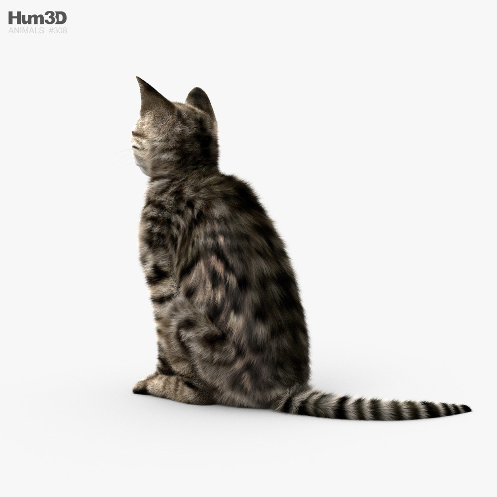 Sitting Cat 3D model - Download Mammals on 3DModels.org