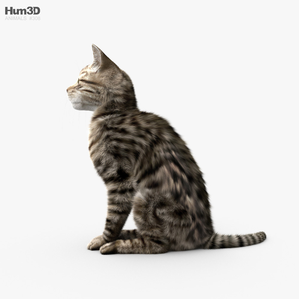 Sitting Cat 3D model - Download Mammals on 3DModels.org