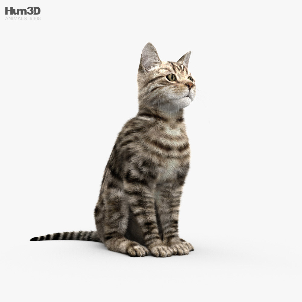 Sitting Cat 3D model - Download Mammals on 3DModels.org