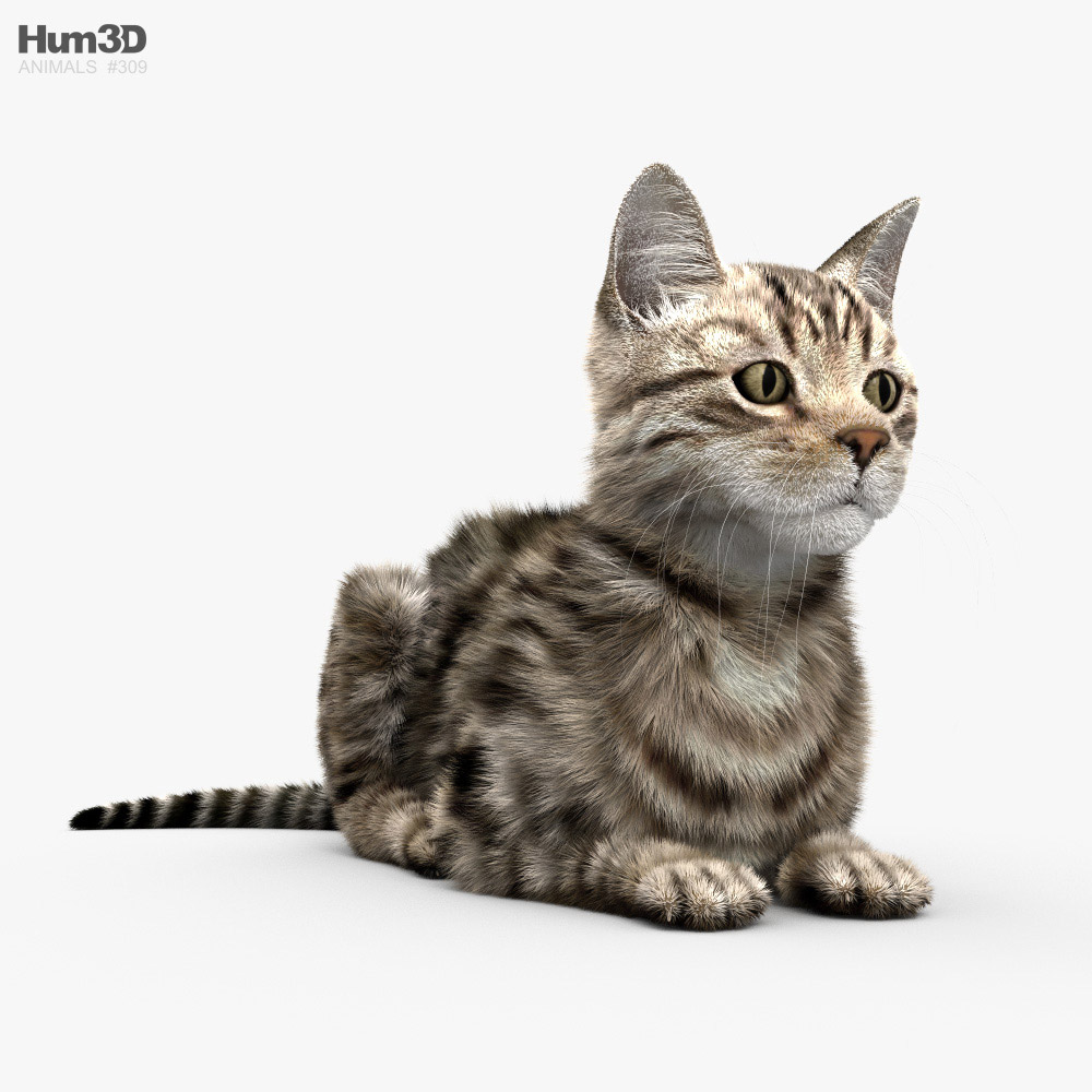 Gato acostado Modelo 3D - Descargar Mammalia activado 3DModels.org
