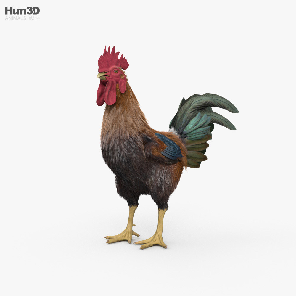 Rooster CAD 3D model - Download Birds on 3DModels.org