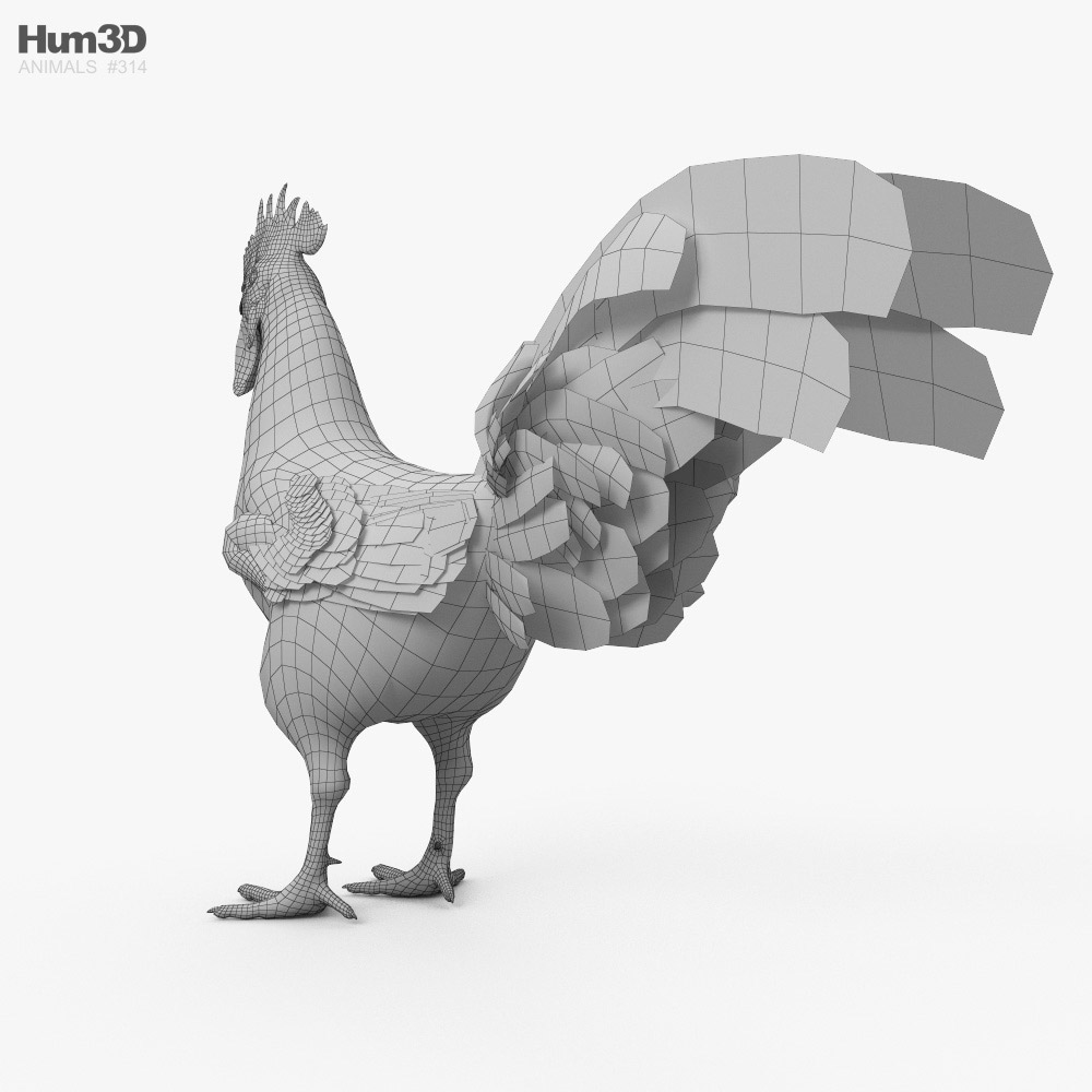 Rooster 3D model - Download Birds on 3DModels.org