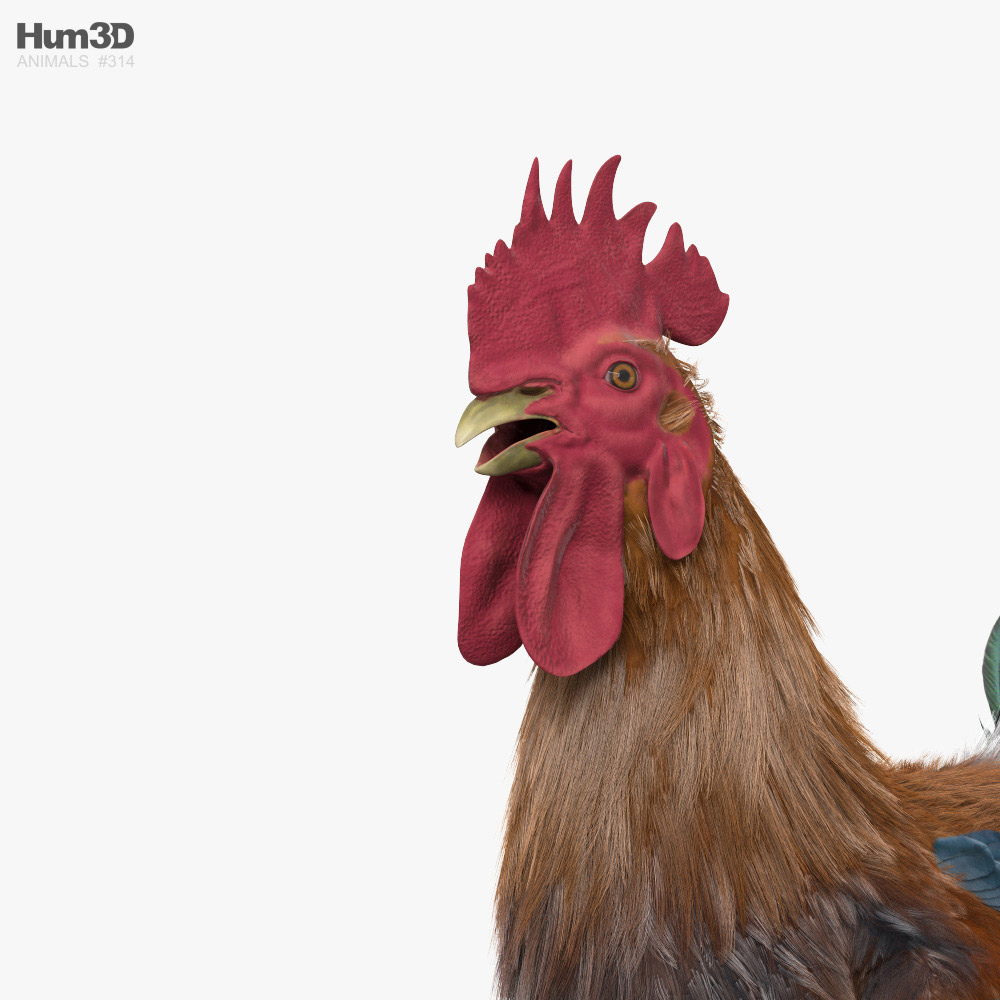 Rooster 3D model - Download Birds on 3DModels.org