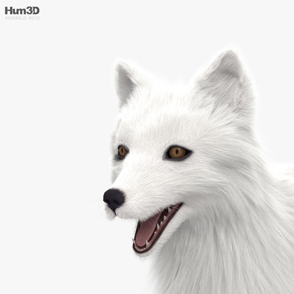 Animated Arctic Fox 3D model - Download Mammals on 3DModels.org