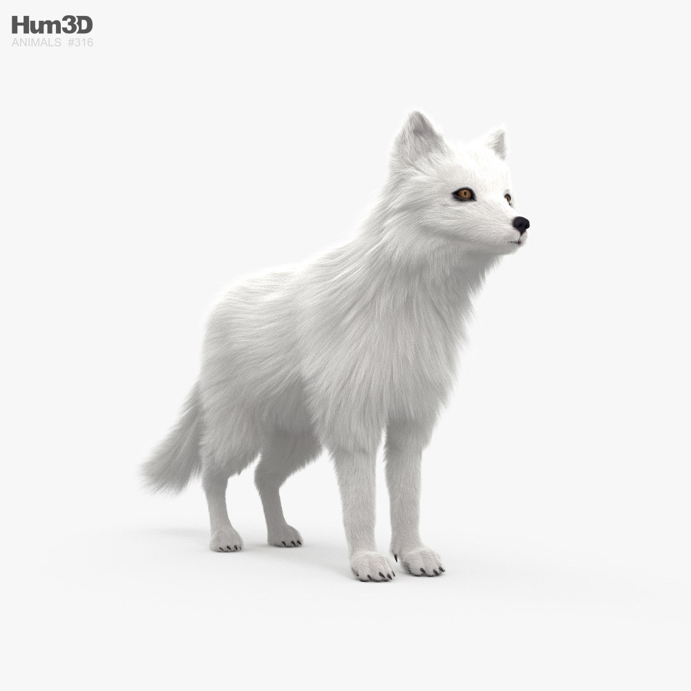 Animated Arctic Fox 3D model - Download Mammals on 3DModels.org