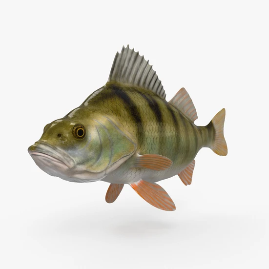 Freshwater fish 3D Models Download - 3DModels.org