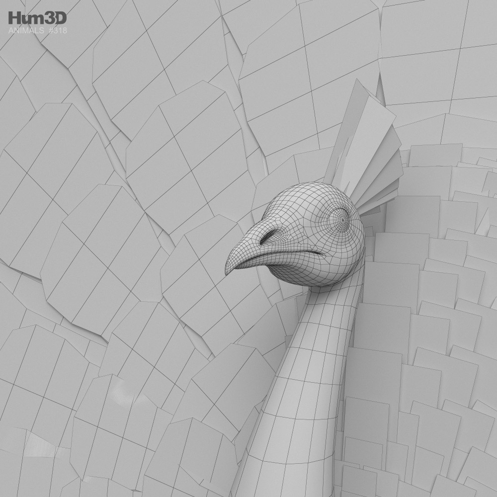 Peacock 3D model - Download Birds on 3DModels.org