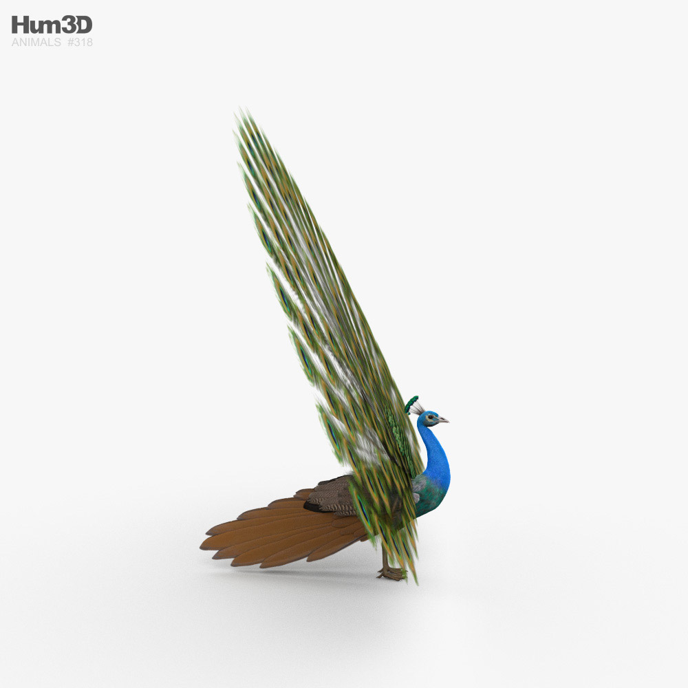 Peacock 3D model - Download Birds on 3DModels.org