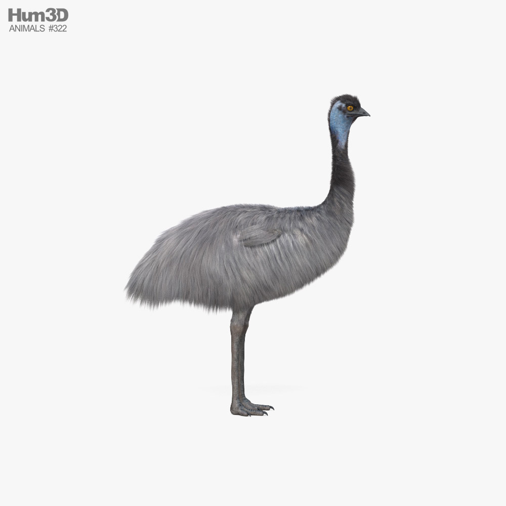 Emu 3D model - Download Birds on 3DModels.org