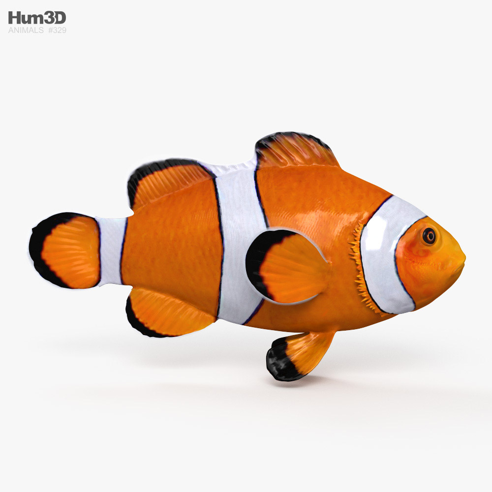 Clownfish 3D model - Download Fish on 3DModels.org