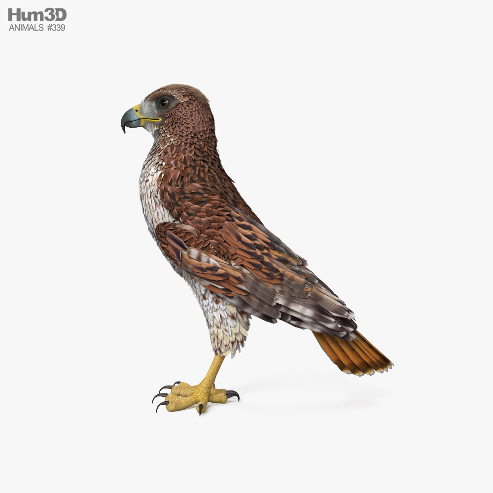 Red-tailed Hawk 3D model - Download Birds on 3DModels.org
