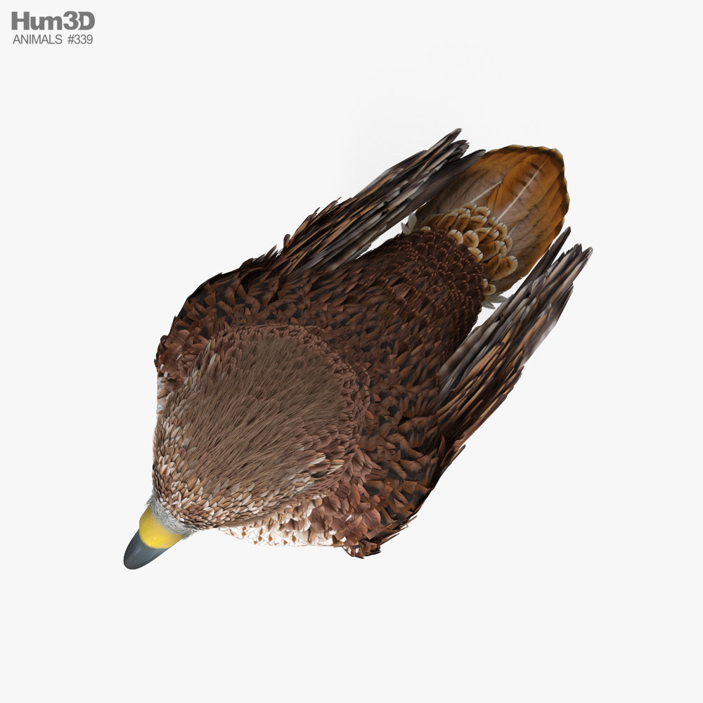 Red-tailed Hawk 3D model - Download Birds on 3DModels.org