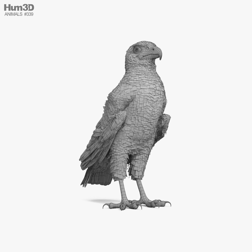 Red-tailed Hawk 3D model - Download Birds on 3DModels.org