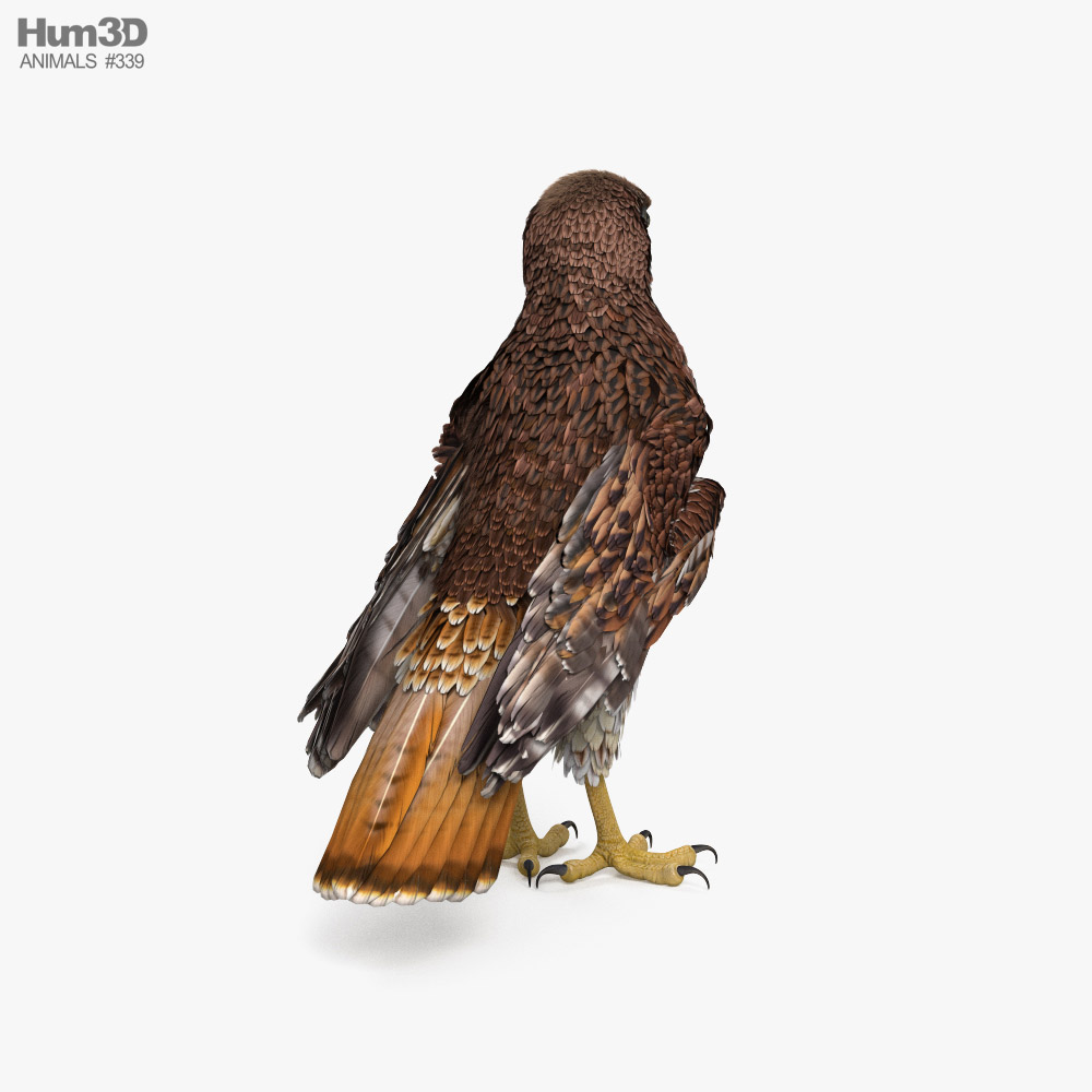 Red-tailed Hawk 3D model - Download Birds on 3DModels.org