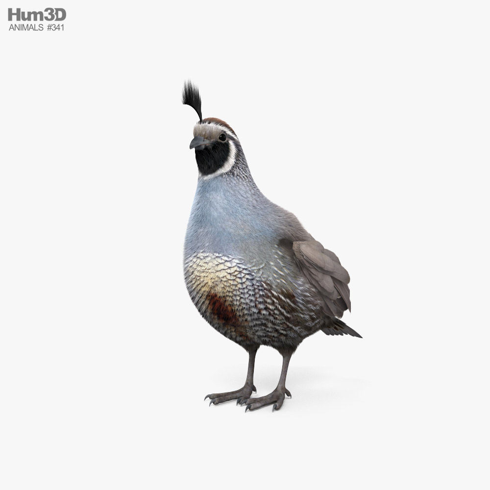 California Quail Print ready 3D model - Download Birds on 3DModels.org