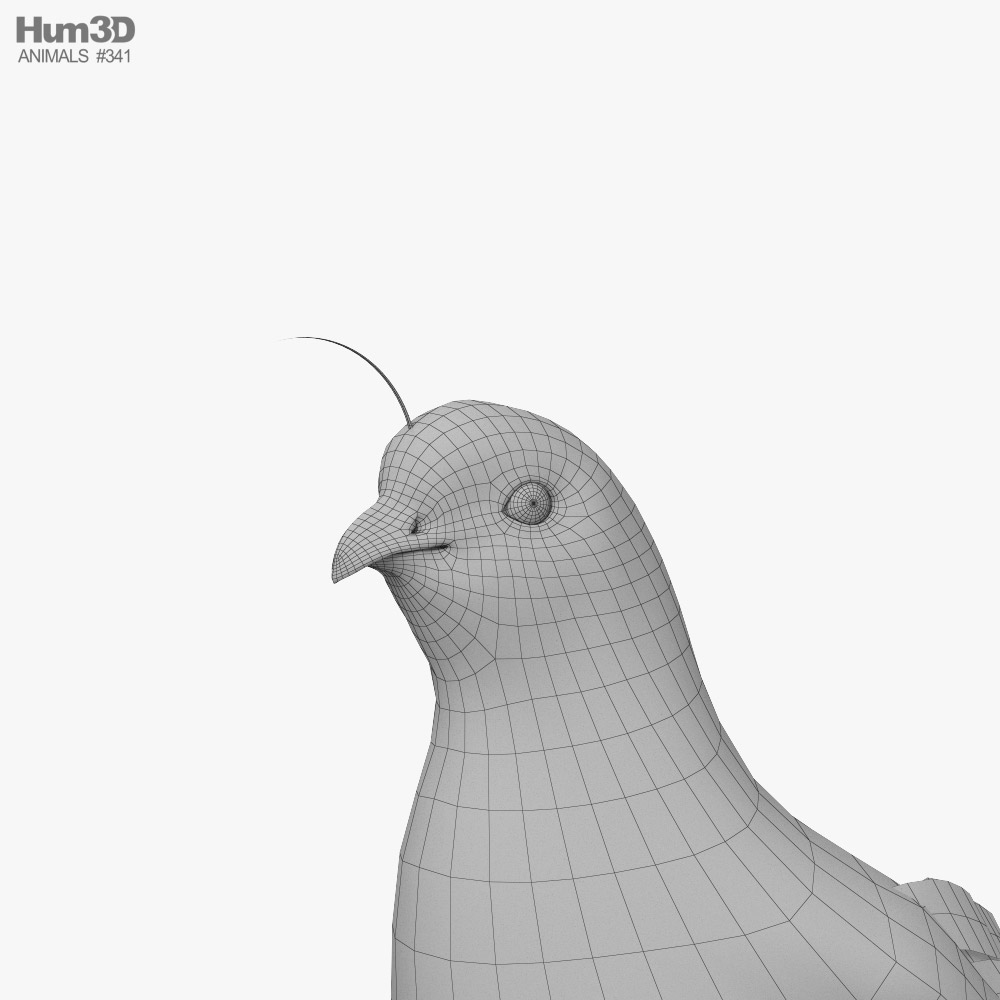 California Quail 3D model - Download Birds on 3DModels.org
