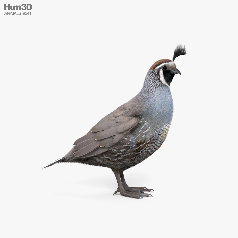 California Quail 3D model - Download Birds on 3DModels.org