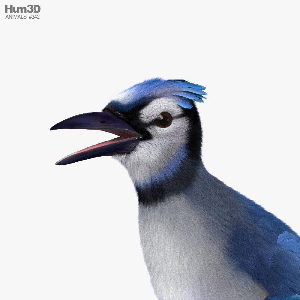 Blue Jay 3D model - Download Birds on 3DModels.org