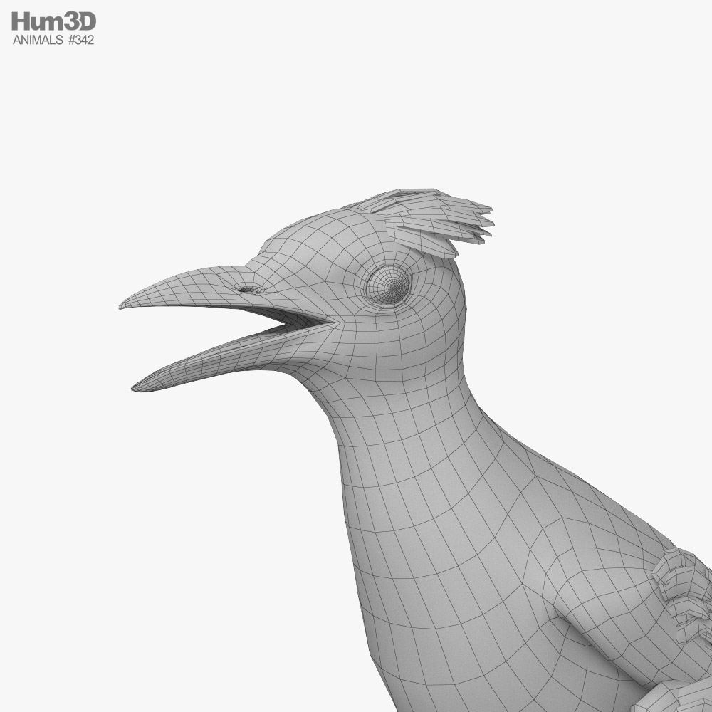 Blue Jay 3D model - Download Birds on 3DModels.org