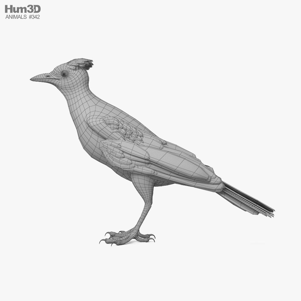 Blue Jay 3D model - Download Birds on 3DModels.org