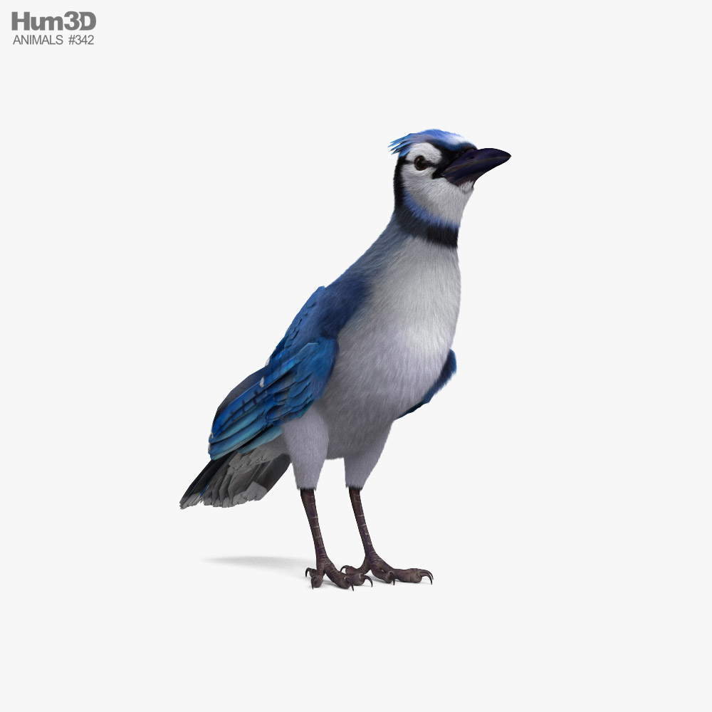 Blue Jay 3D model - Download Birds on 3DModels.org
