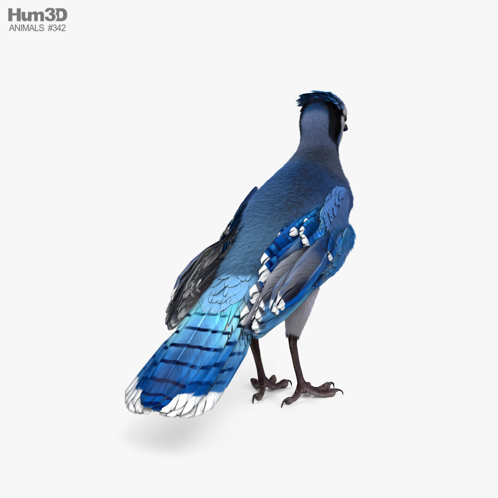 Blue Jay 3D model - Download Birds on 3DModels.org