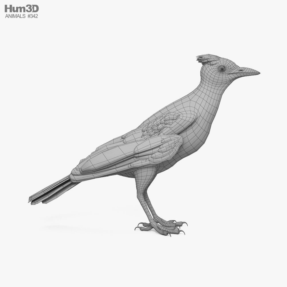 Blue Jay 3D model - Download Birds on 3DModels.org