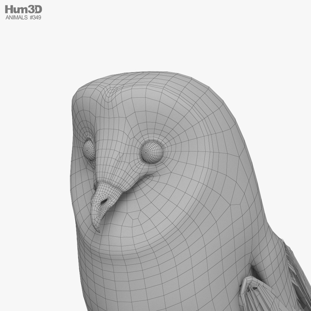 Barn Owl 3D model - Download Birds on 3DModels.org