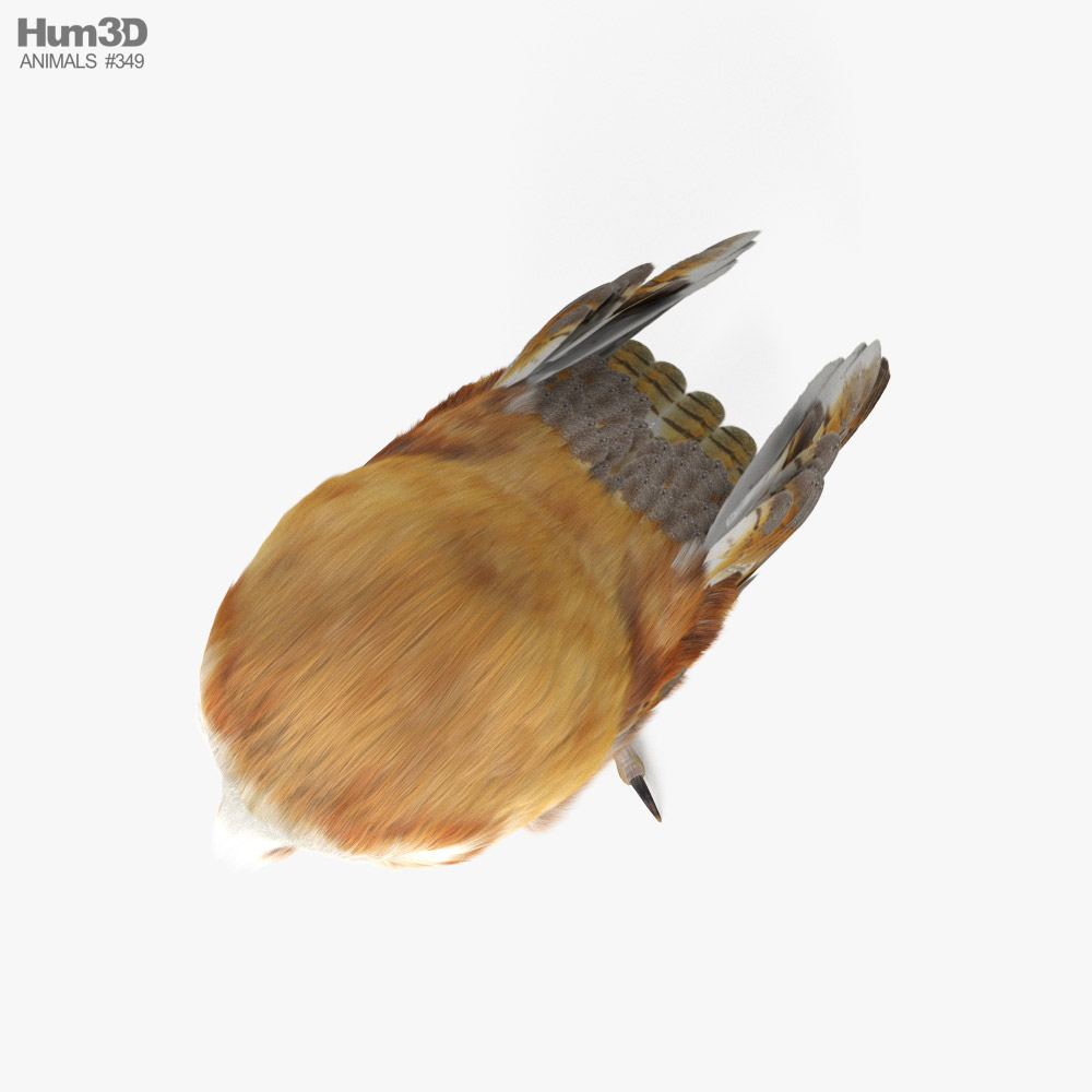 Barn Owl 3D model - Download Birds on 3DModels.org
