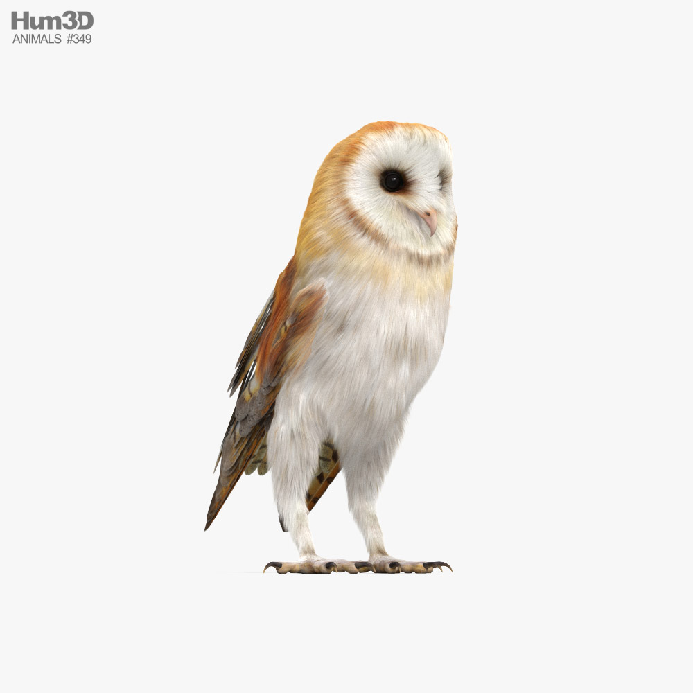 Barn Owl 3D model - Download Birds on 3DModels.org