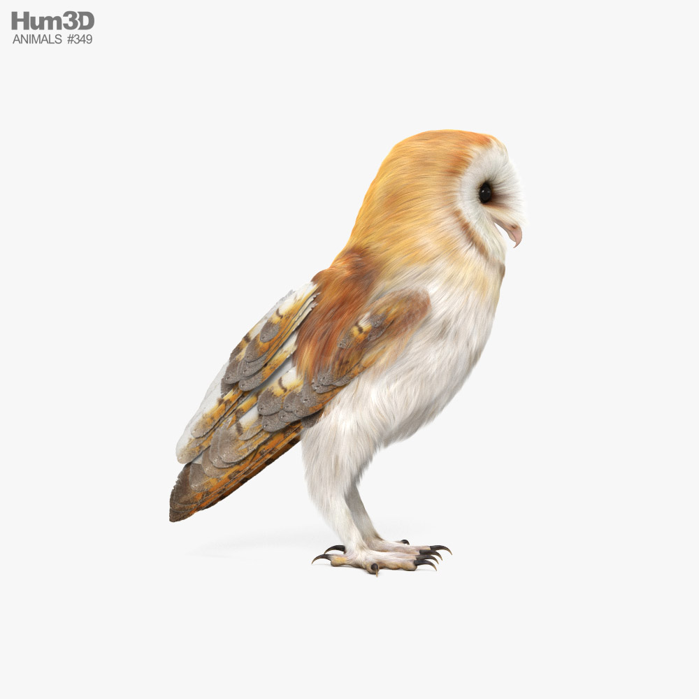 Barn Owl 3D model - Download Birds on 3DModels.org