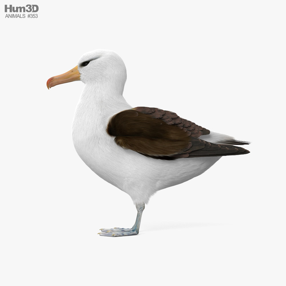 Albatross 3D model - Download Birds on 3DModels.org