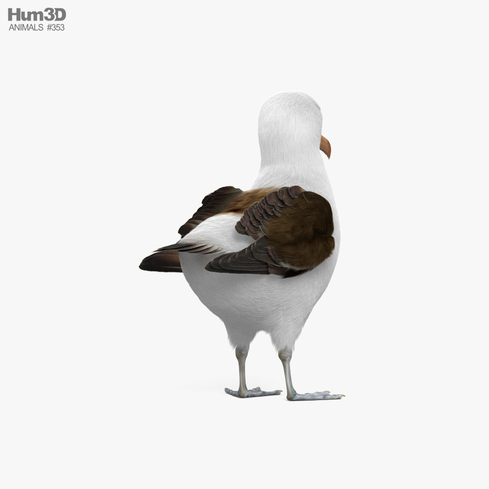 Albatross 3D model - Download Birds on 3DModels.org