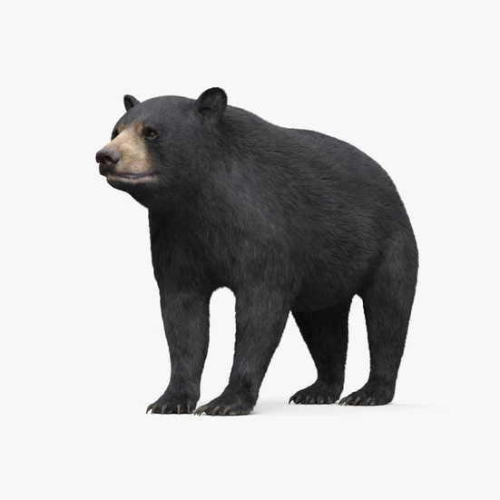 Bear 3D Models Download - 3DModels.org