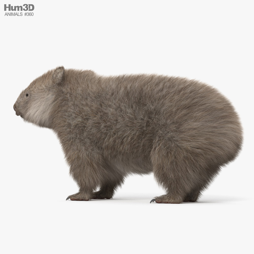 Wombat 3D model - Download Mammals on 3DModels.org