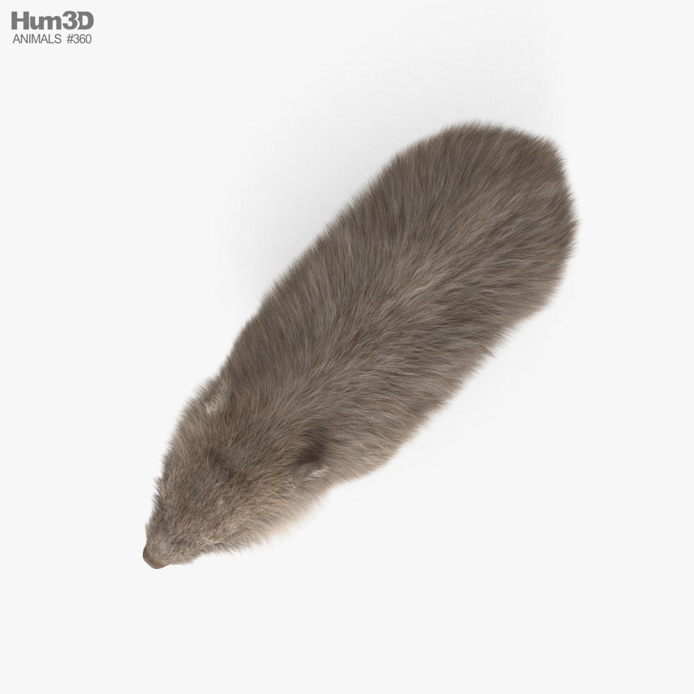 Wombat 3D model - Download Mammals on 3DModels.org