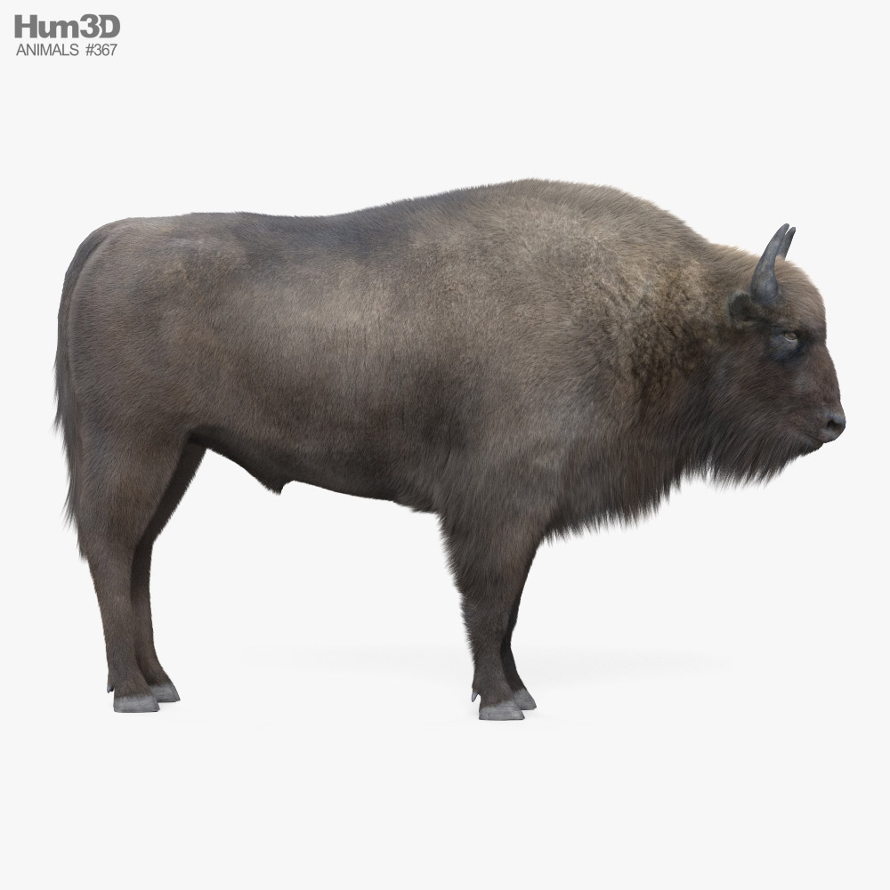 European Bison 3D model - Download Mammals on 3DModels.org