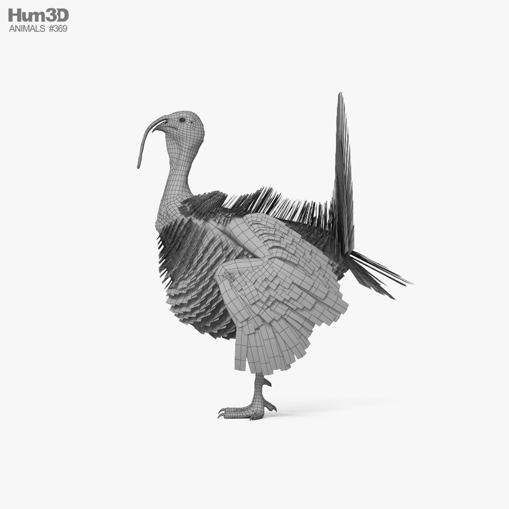 Turkey 3D model - Download Birds on 3DModels.org