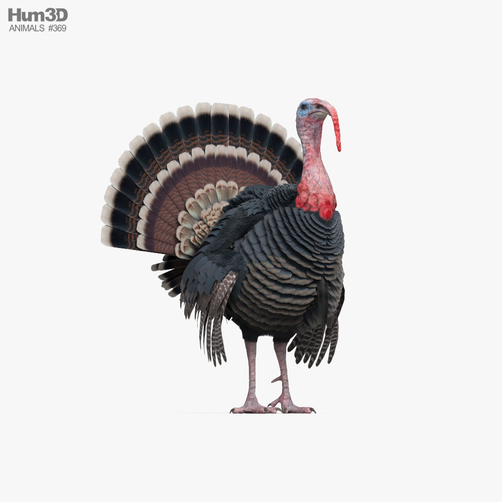 Turkey 3D model - Download Birds on 3DModels.org